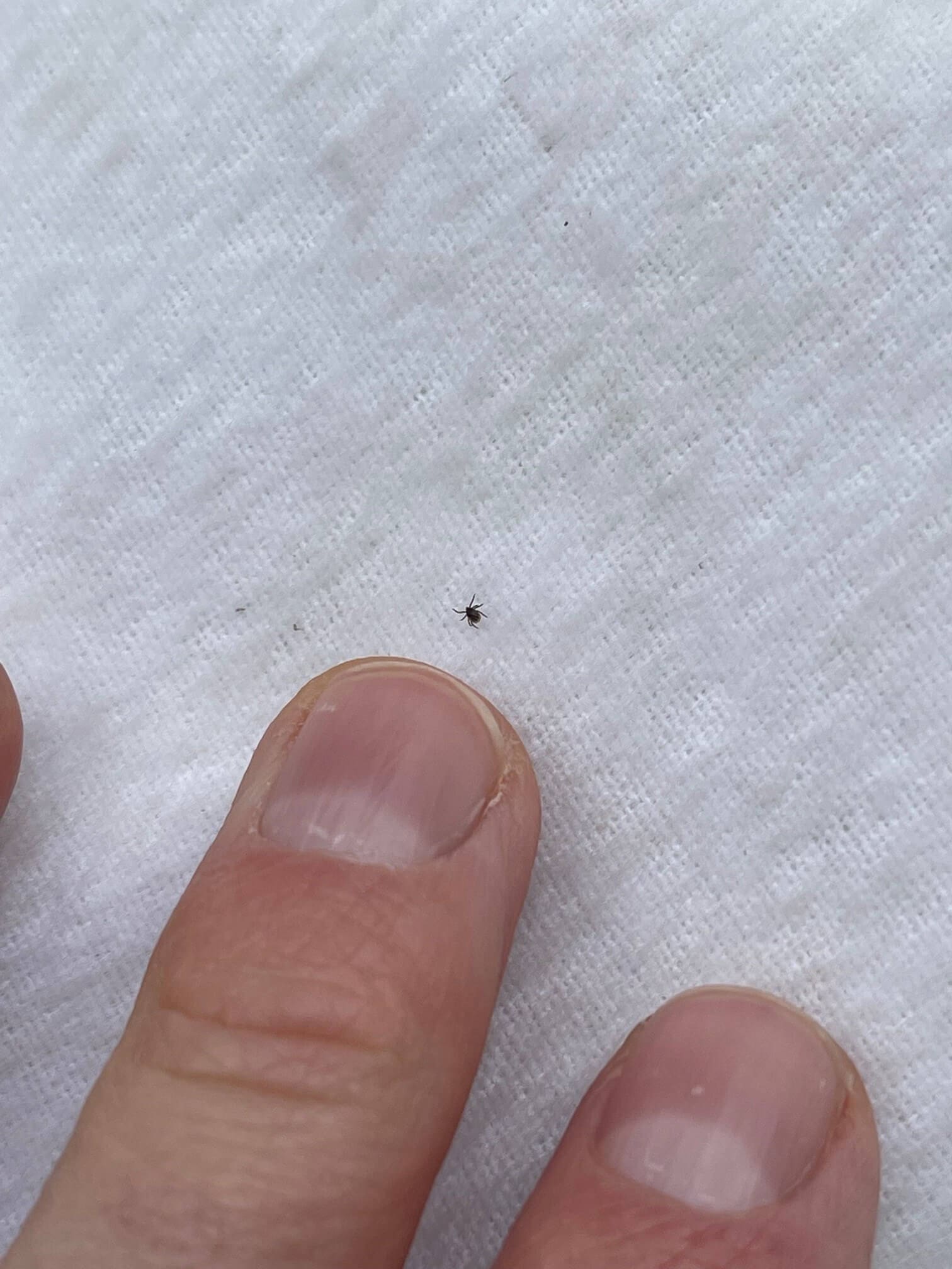 It's Tick Nymph Season | Jackson County Vector Control District